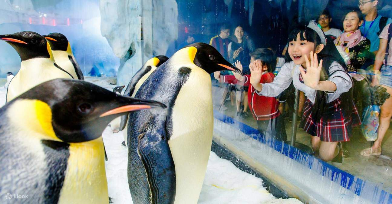 [Zhuhai Chimelong Exclusive VIP Private Tour] Full-Day Unlimited Guided ...